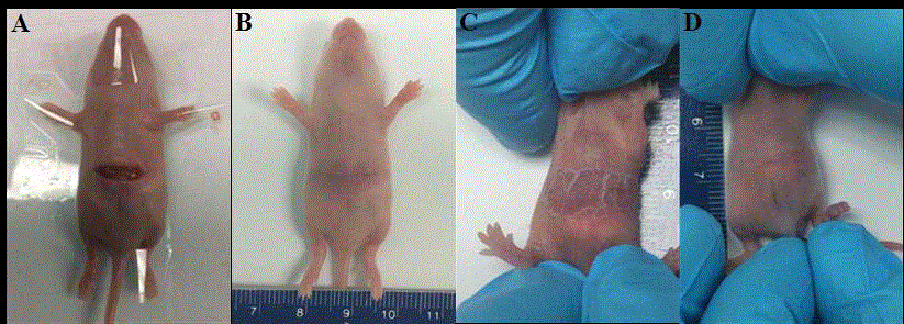 Reducing Infanticide in Neonatal Rodents after Surgery by Using Tissue Glue
